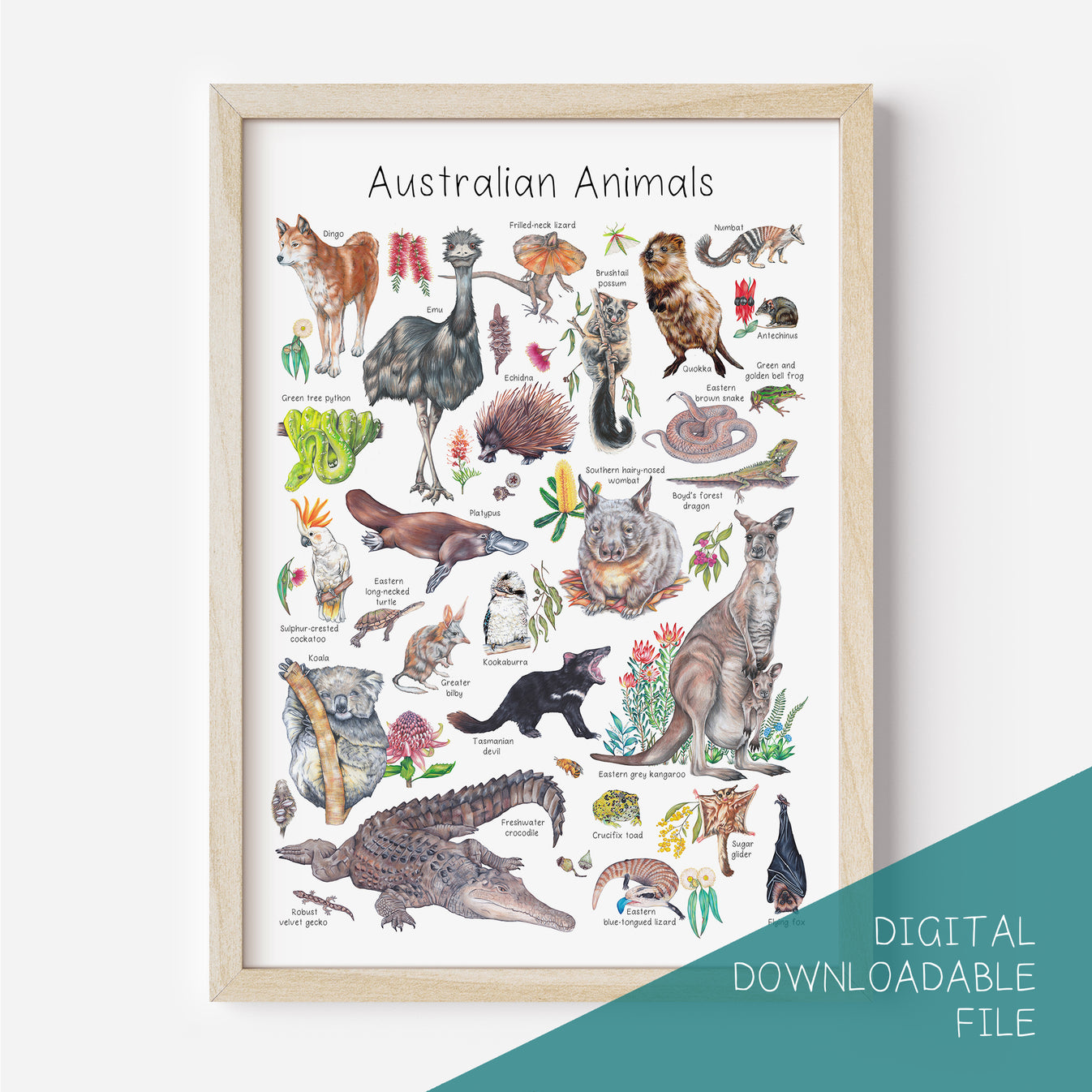Australian Animal Poster DIGITAL DOWNLOAD – My Tiny Explorer