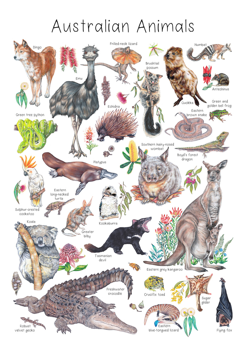 Australian Animal Poster DIGITAL DOWNLOAD – My Tiny Explorer