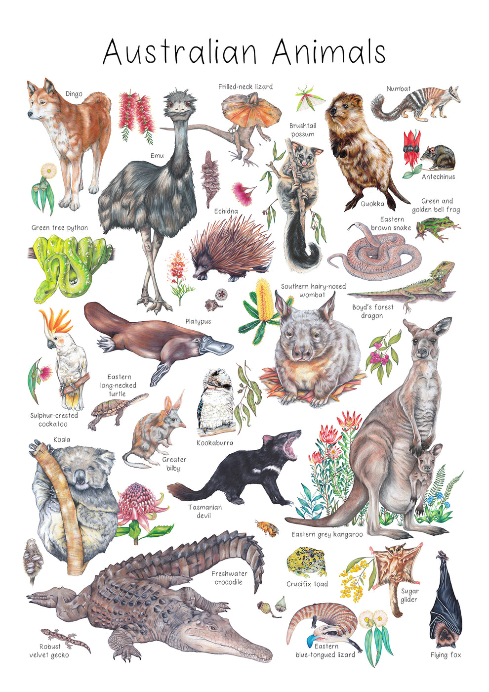 Australian Animal Poster DIGITAL DOWNLOAD – My Tiny Explorer