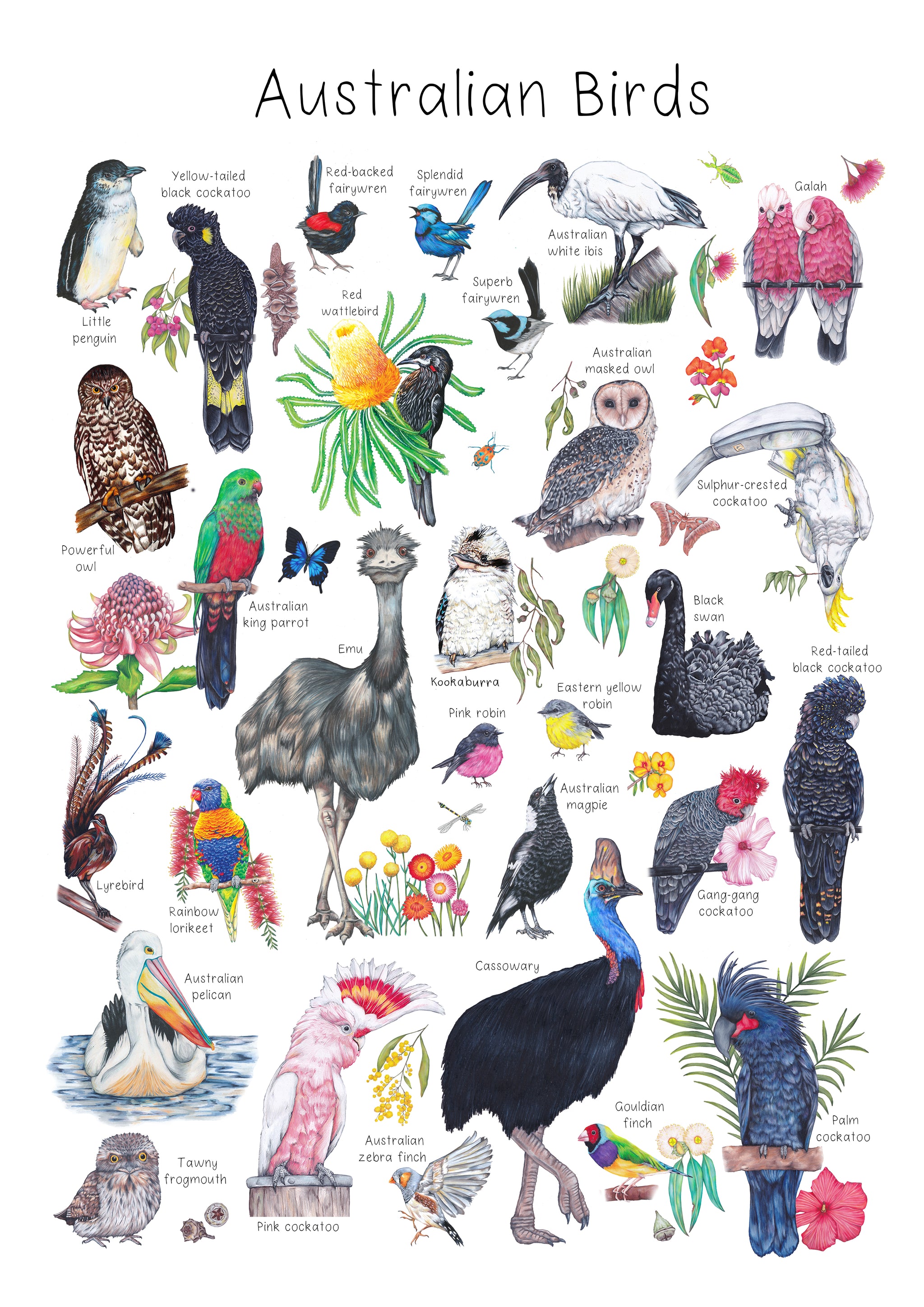 Australian Birds Poster DIGITAL DOWNLOAD – My Tiny Explorer